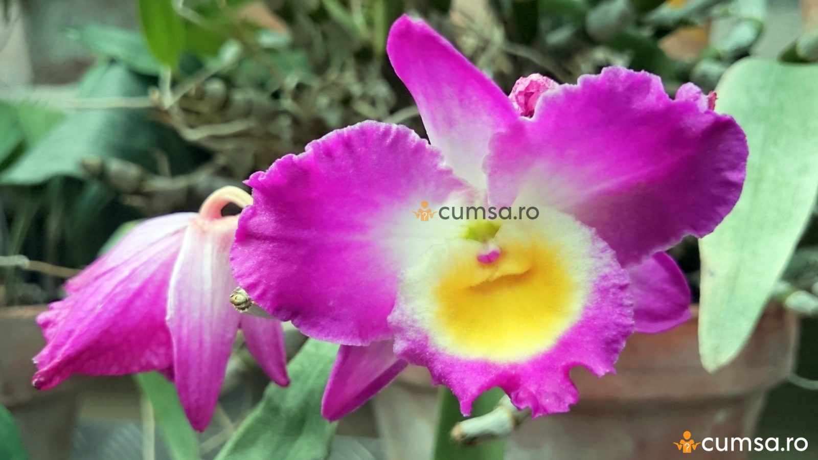 Ingrijire Dendrobium nobile. Cum sa ingrijesti orhideea cu flori ...