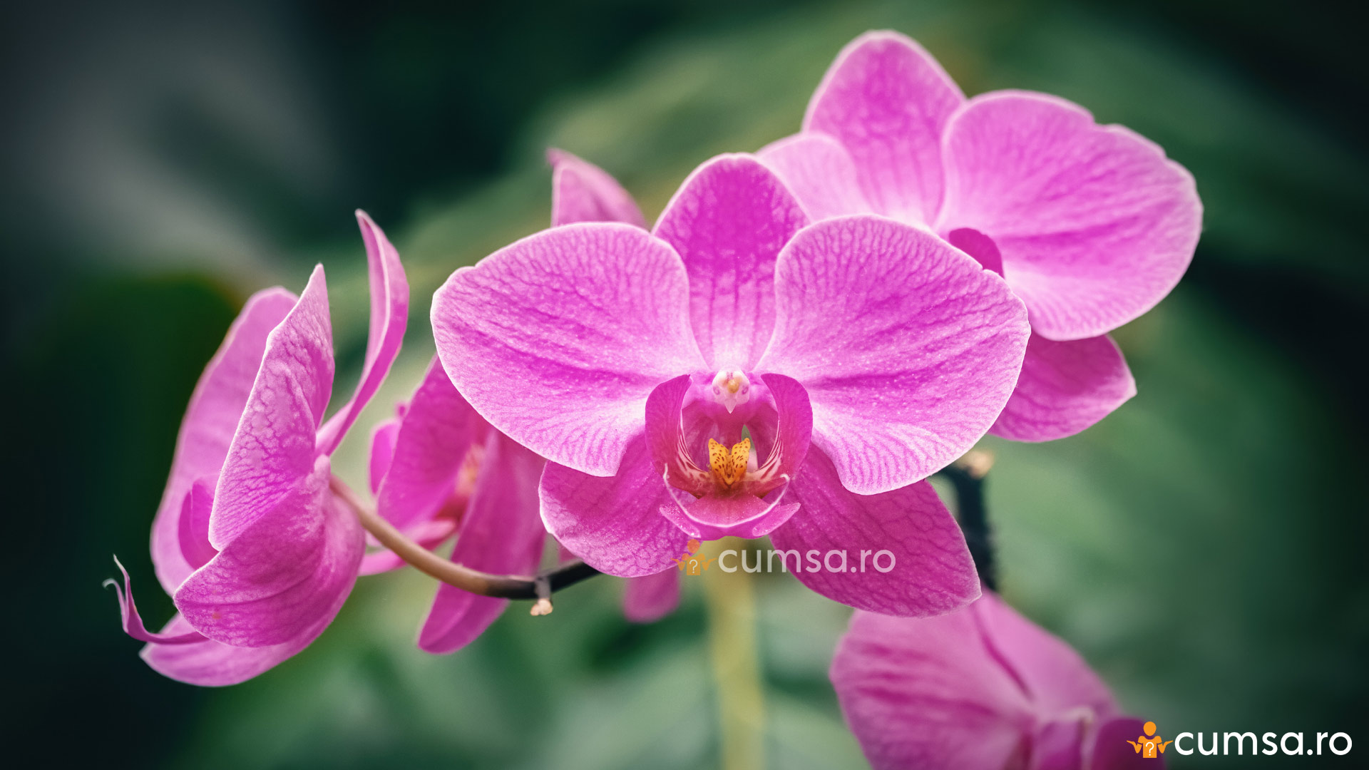 Boli si daunatori la orhidee. Cum sa mentii planta sanatoasa - cumsa.ro