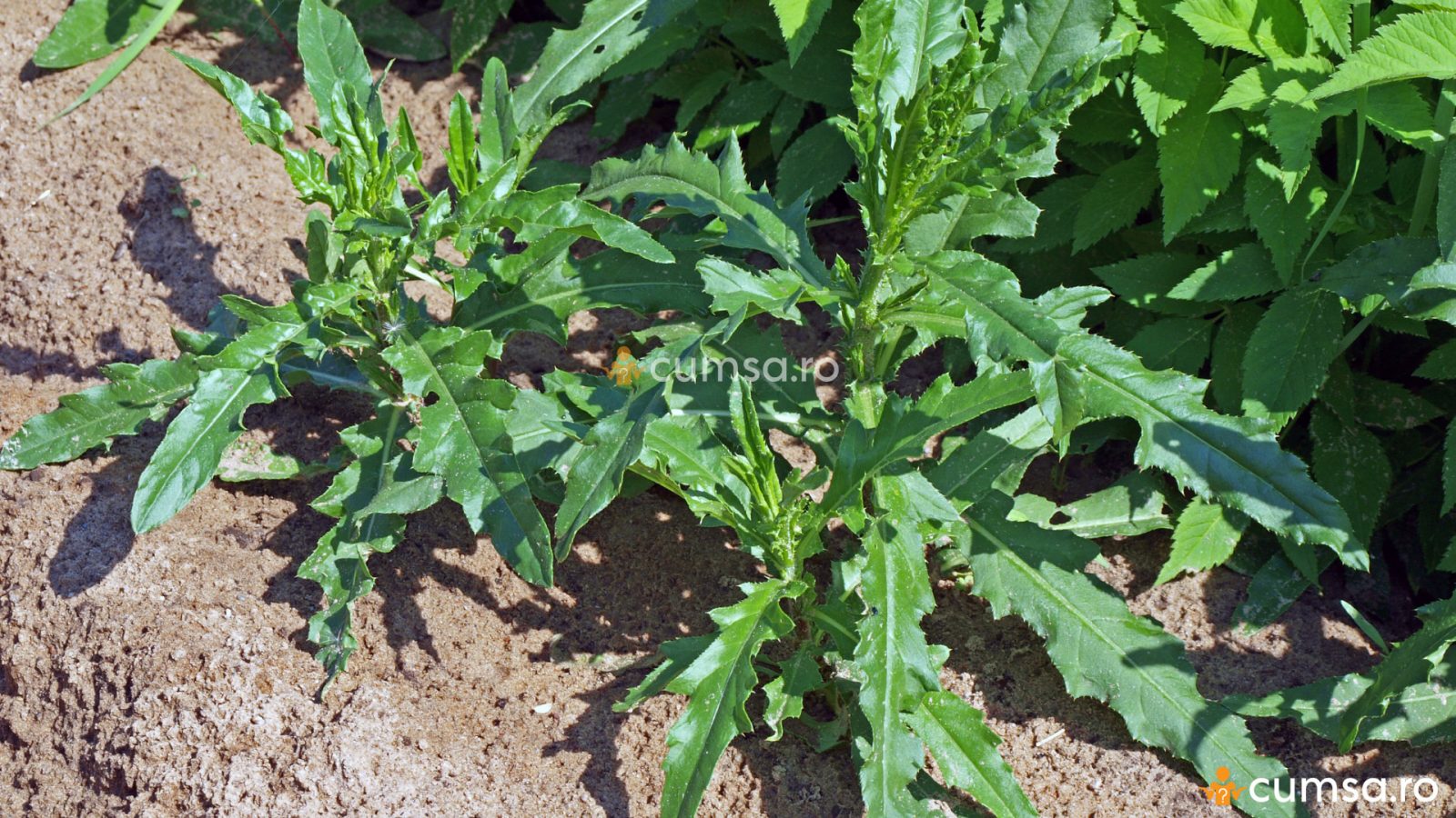 Cum sa scapi de palamida cu metode 100% naturale - cumsa.ro