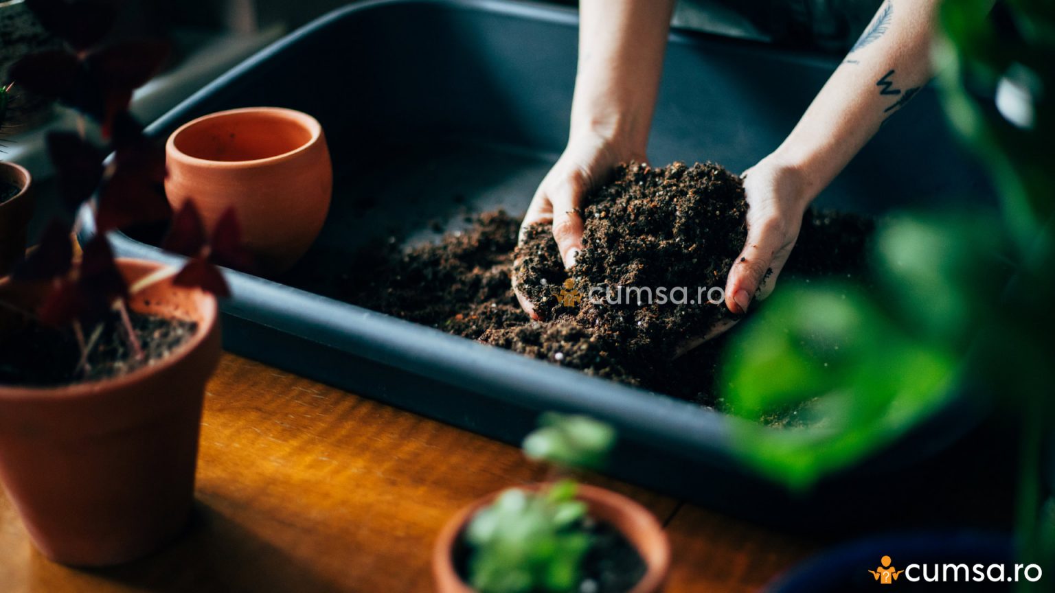 Cum sa refolosesti pamantul vechi de la flori - cumsa.ro