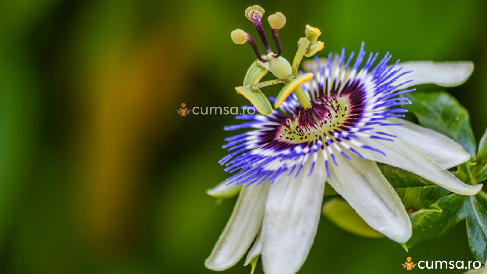 Cum sa cultivi Passiflora. Sfaturi despre ingrijire, inmultire, boli si ...