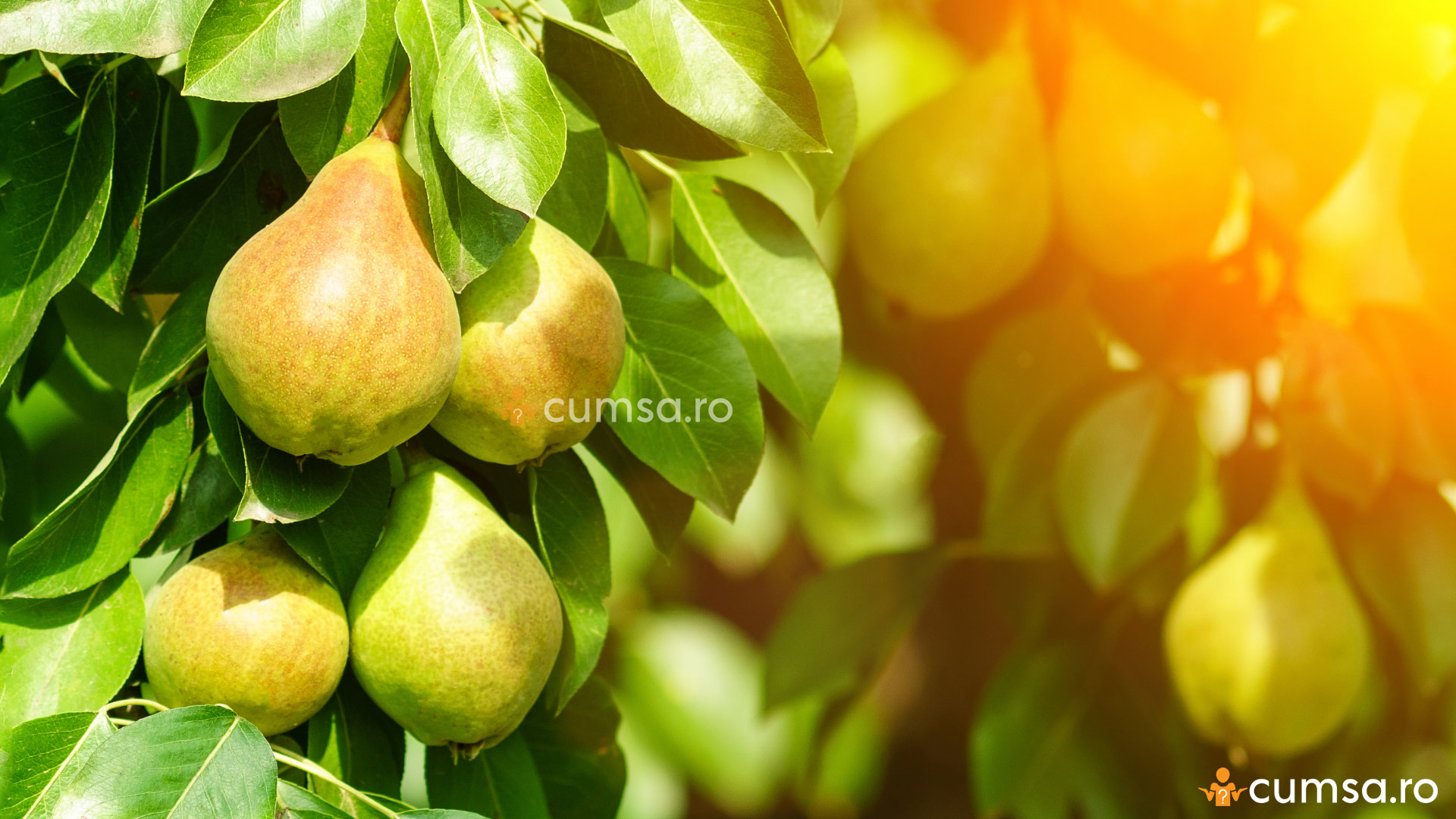 Schema tratamente par. Cum si cand sa faci stropirile la acest pom ...