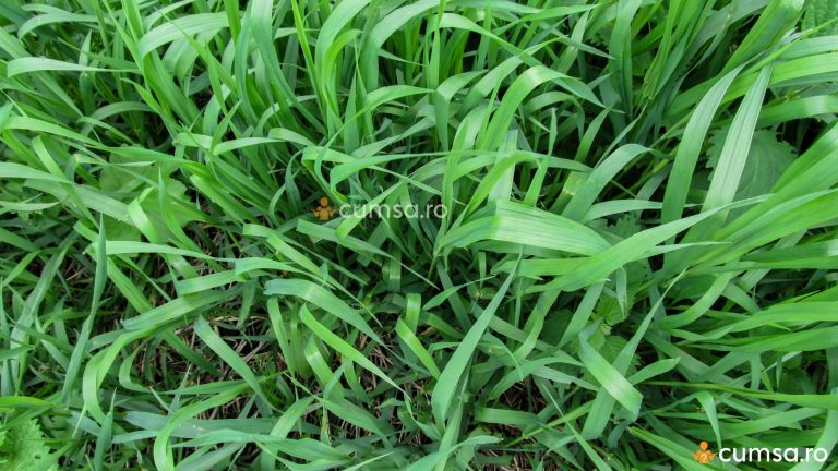 Cum sa scapi de pir folosind metode 100% naturale - cumsa.ro