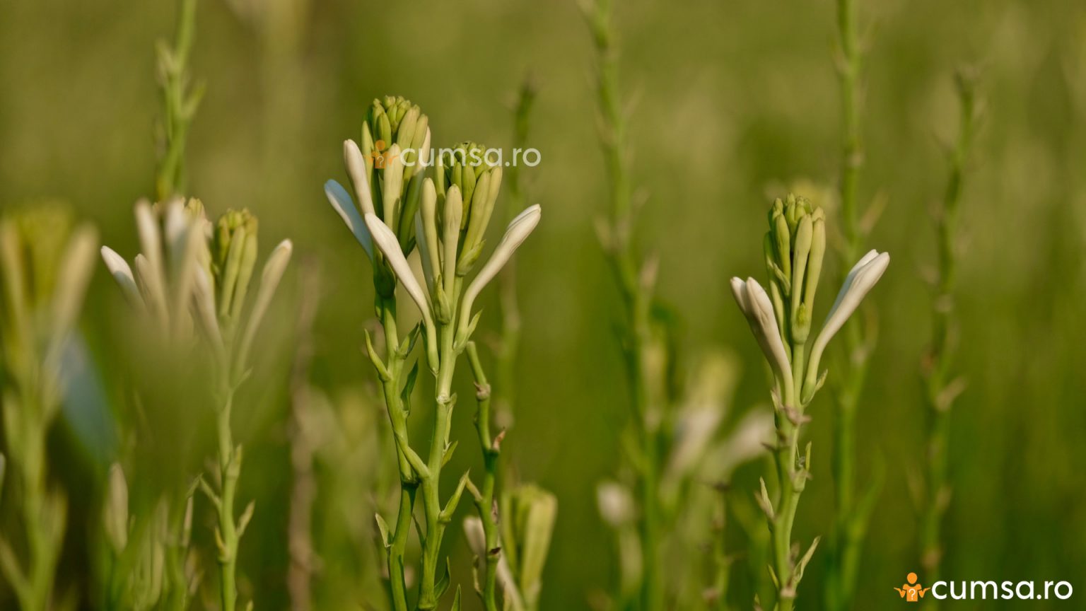 Cum sa cultivi tuberoze. Sfaturi despre ingrijire, inmultire, boli si ...