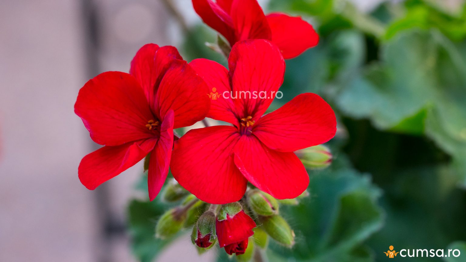 Pregatirea muscatelor dupa iarna. Cum sa faci acest lucru - cumsa.ro