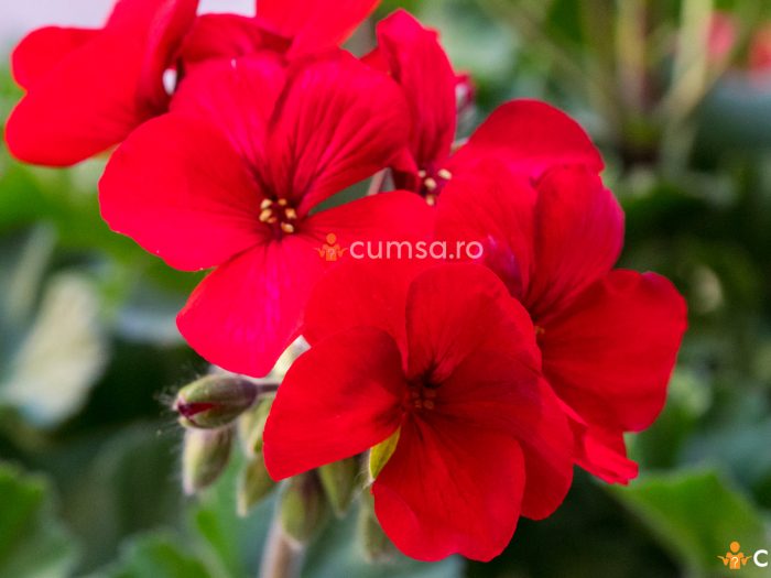 Cum sa faci inmultirea muscatelor prin butasi, in mod corect - cumsa.ro