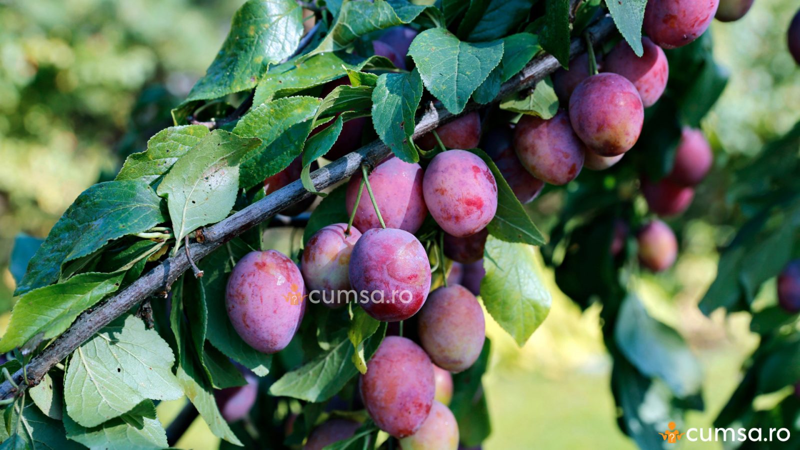 Soiuri de prun. Cum sa alegi pomii in functie de judetul in care ii ...
