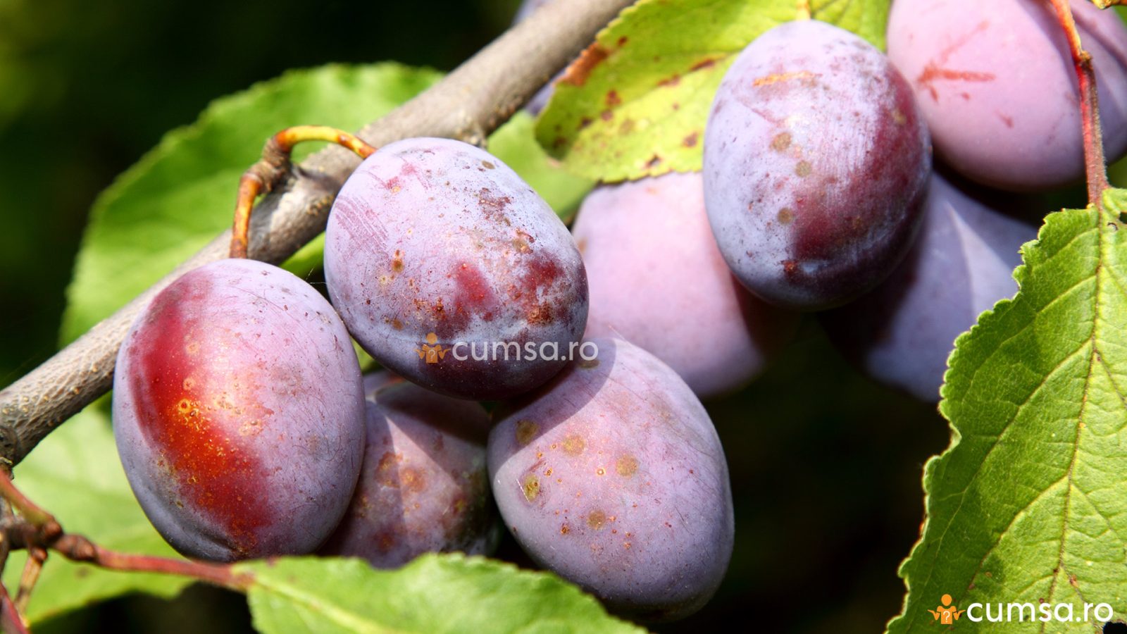 Cum sa alegi cele mai bune soiuri de pruni pentru tuica - cumsa.ro