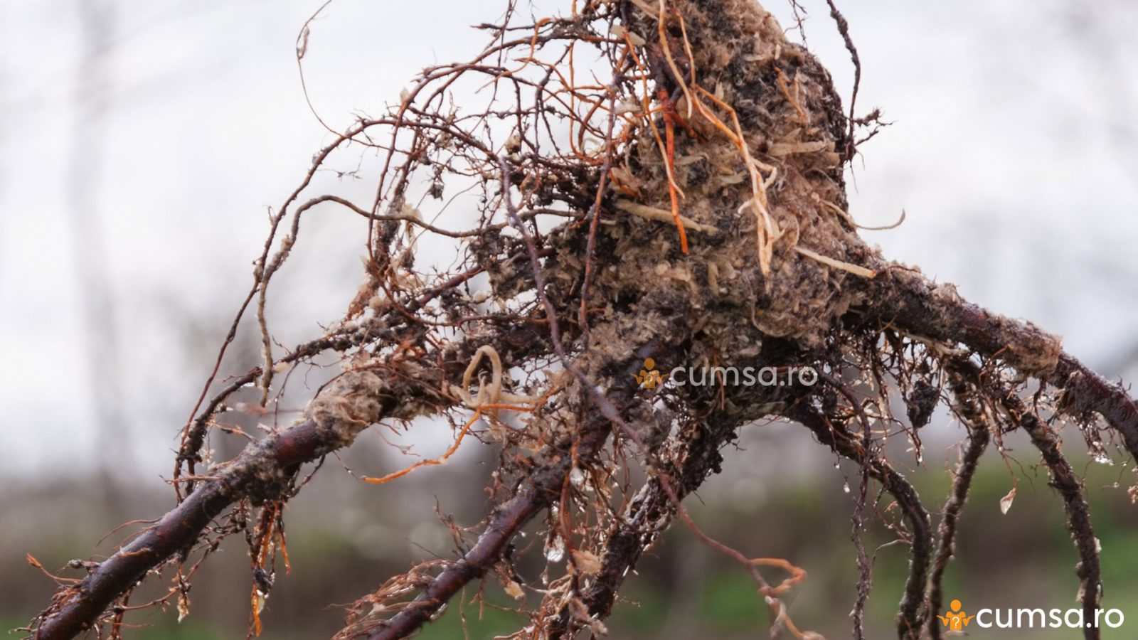 Cum sa faci fasonarea radacinilor la un pom fructifer - cumsa.ro