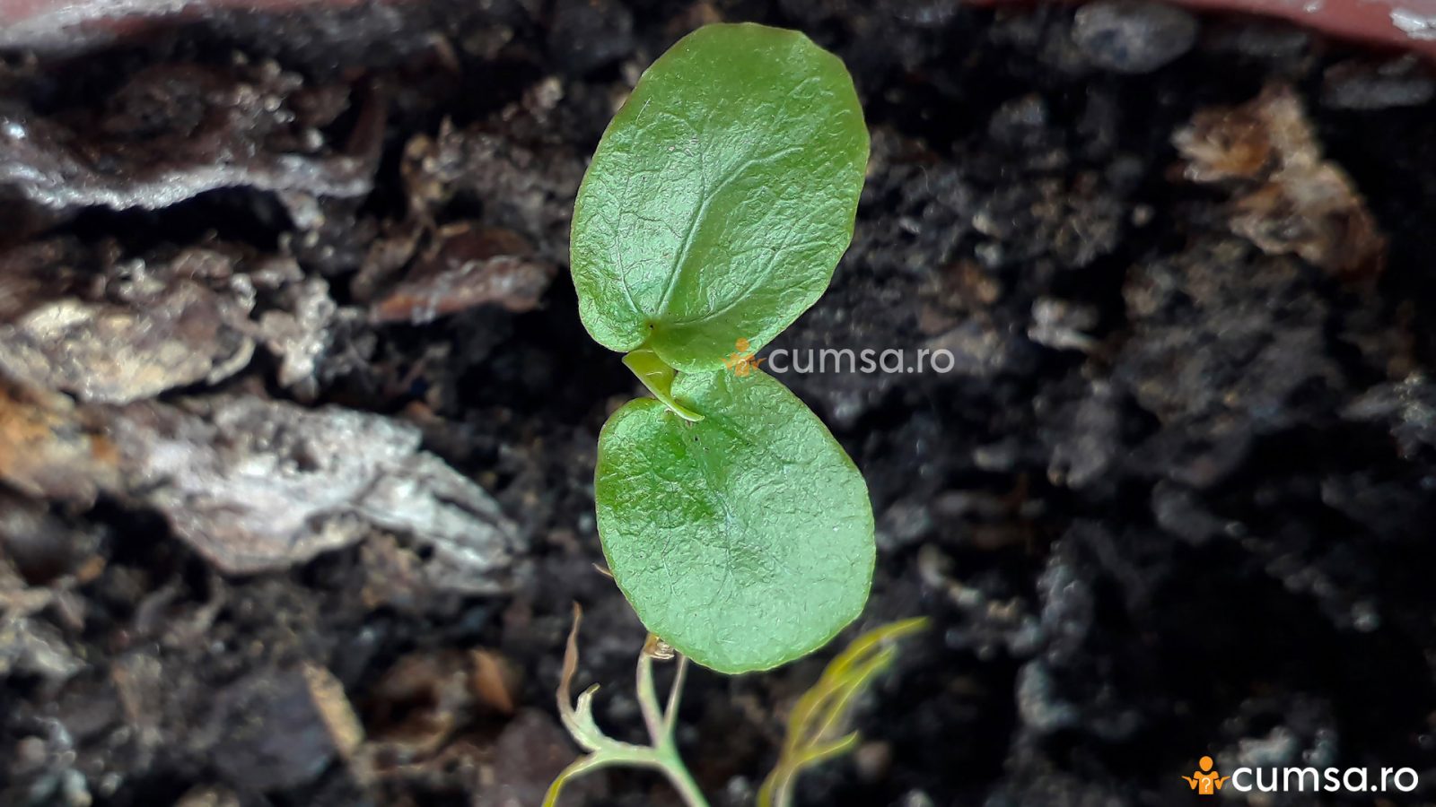 Cum sa cultivi Passiflora. Sfaturi despre ingrijire, inmultire, boli si ...