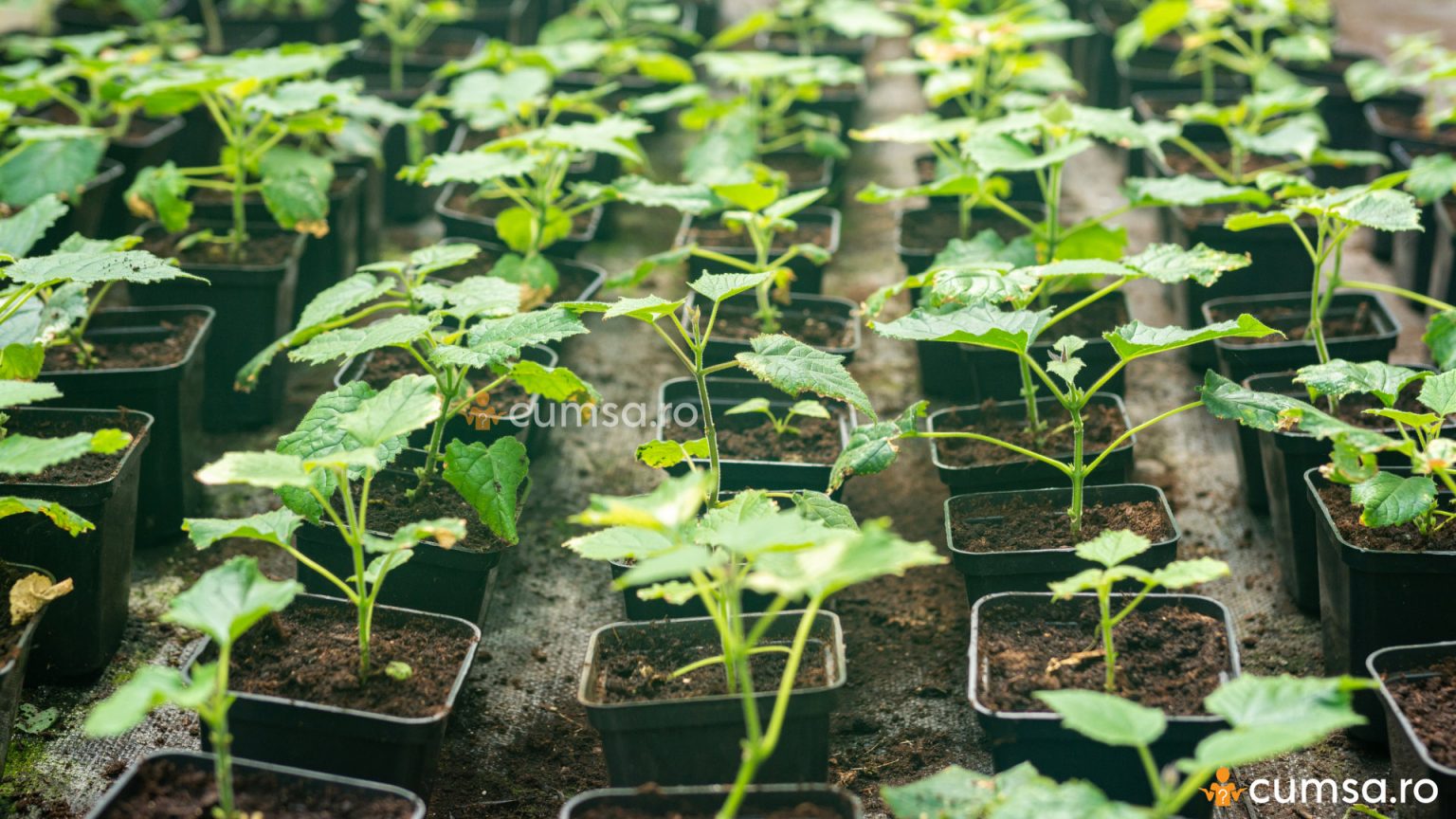 Cum sa plantezi Paulownia in curte. Sfaturi despre ingrijire si ...