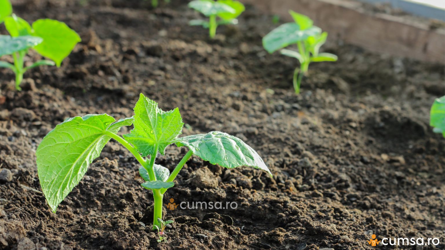 Distanta plantare castraveti. Cum sa plantezi rasadurile in gradina ...