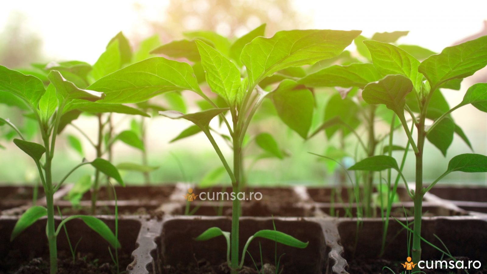 Distanta plantare gogosari. Cum sa plantezi rasadurile si in ce ...