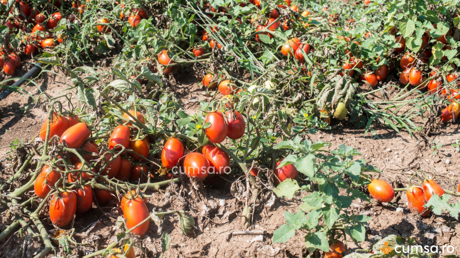 Cum sa cultivi tomate folosind metoda Maslov si sa cresti productia de ...