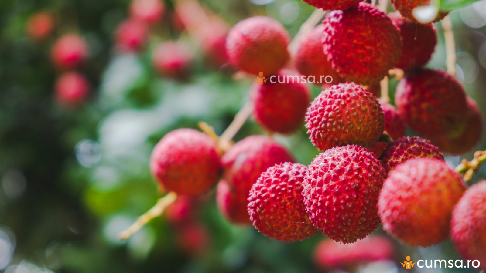 Cum sa cultivi rosii salbatice. Beneficii, conditii de crestere, boli ...