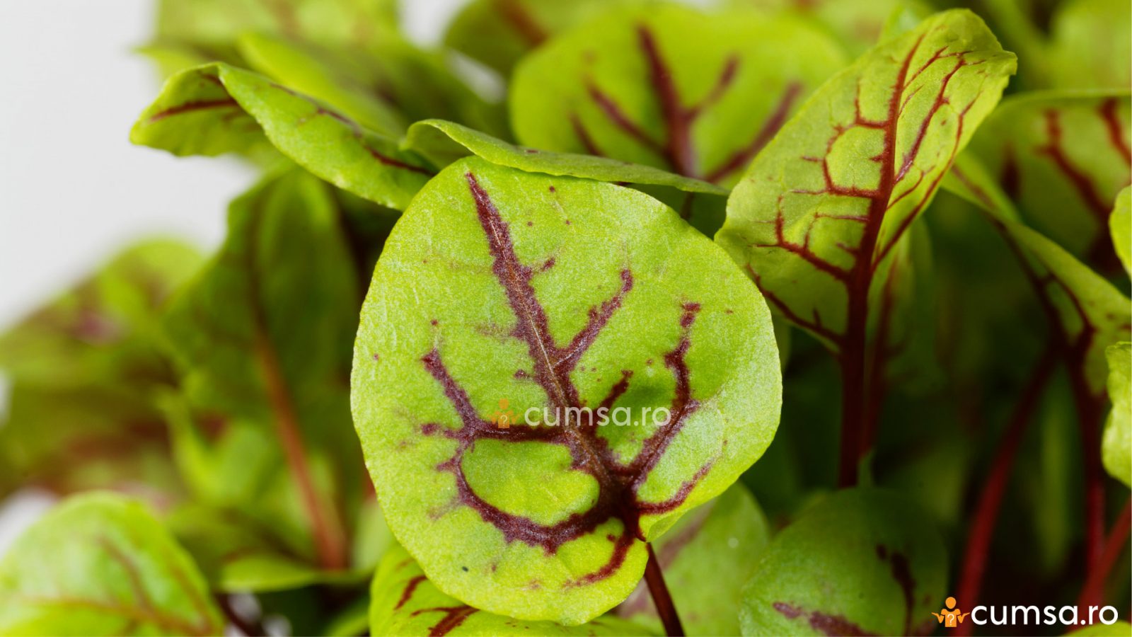 Cum sa cultivi macris rosu si care sunt beneficiile acestei plante ...