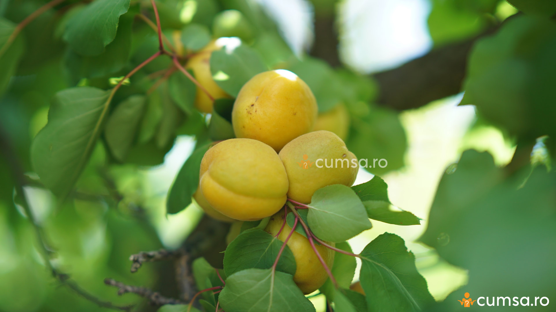 Schema tratament cais. Cum sa aplici stropirile si in ce perioada ...