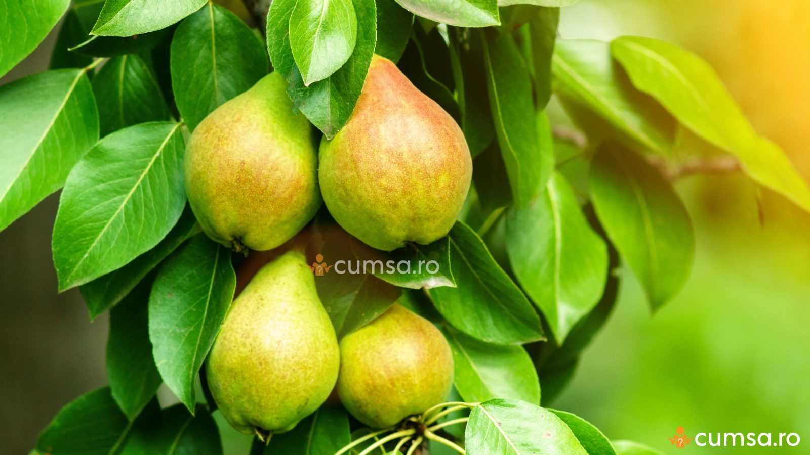 Schema tratamente par. Cum si cand sa faci stropirile la acest pom ...