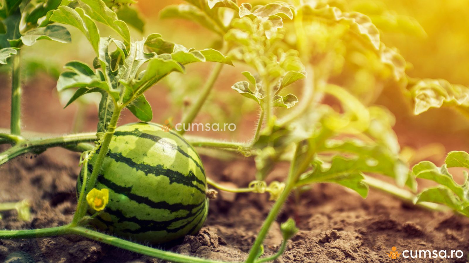 Schema tratamente pepeni. Cum sa le aplici si in ce perioade - cumsa.ro