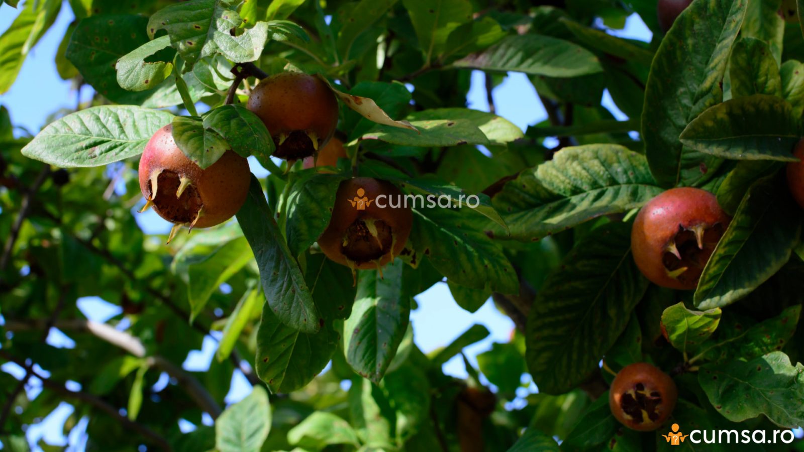 Cum sa cultivi mosmon si ce beneficii au fructele - cumsa.ro