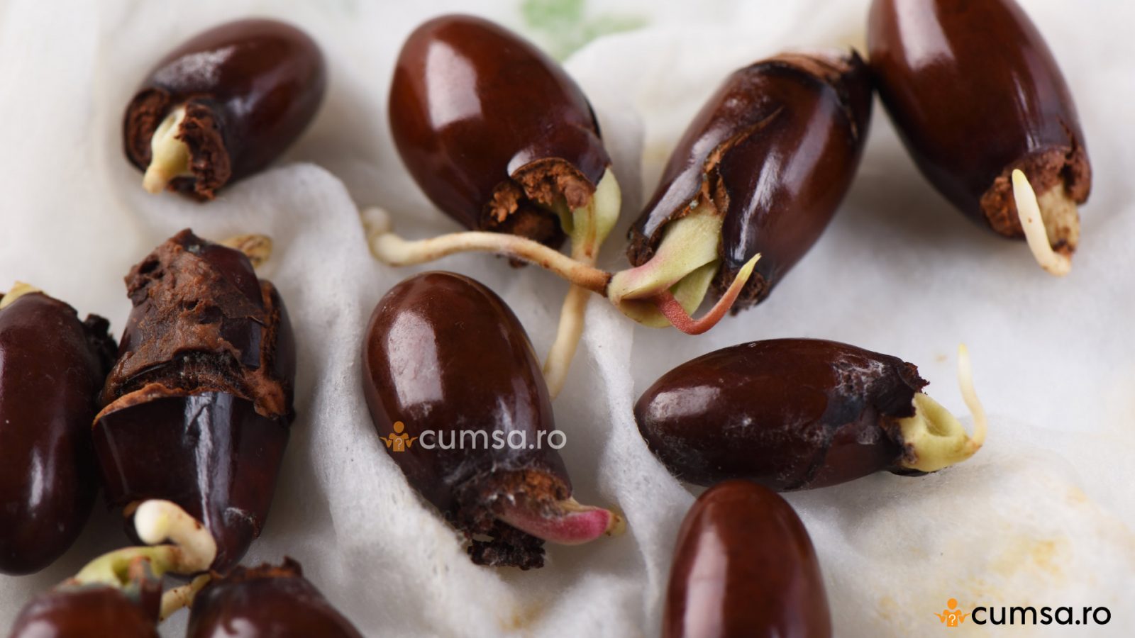 Cum sa cultivi rosii salbatice. Beneficii, conditii de crestere, boli ...