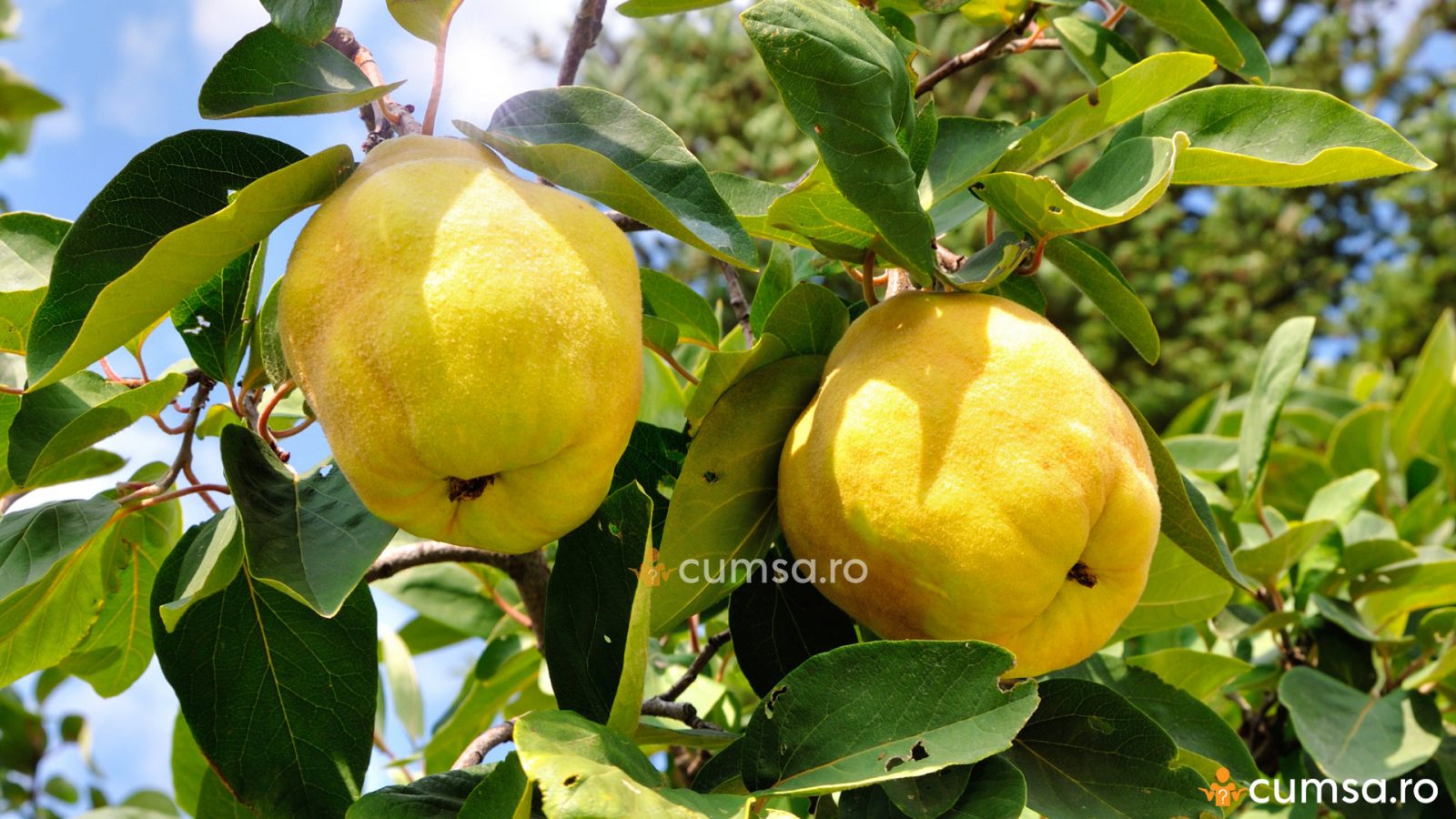 Soiuri de gutui. Cum sa alegi acesti pomi fructiferi in functie de zona ...