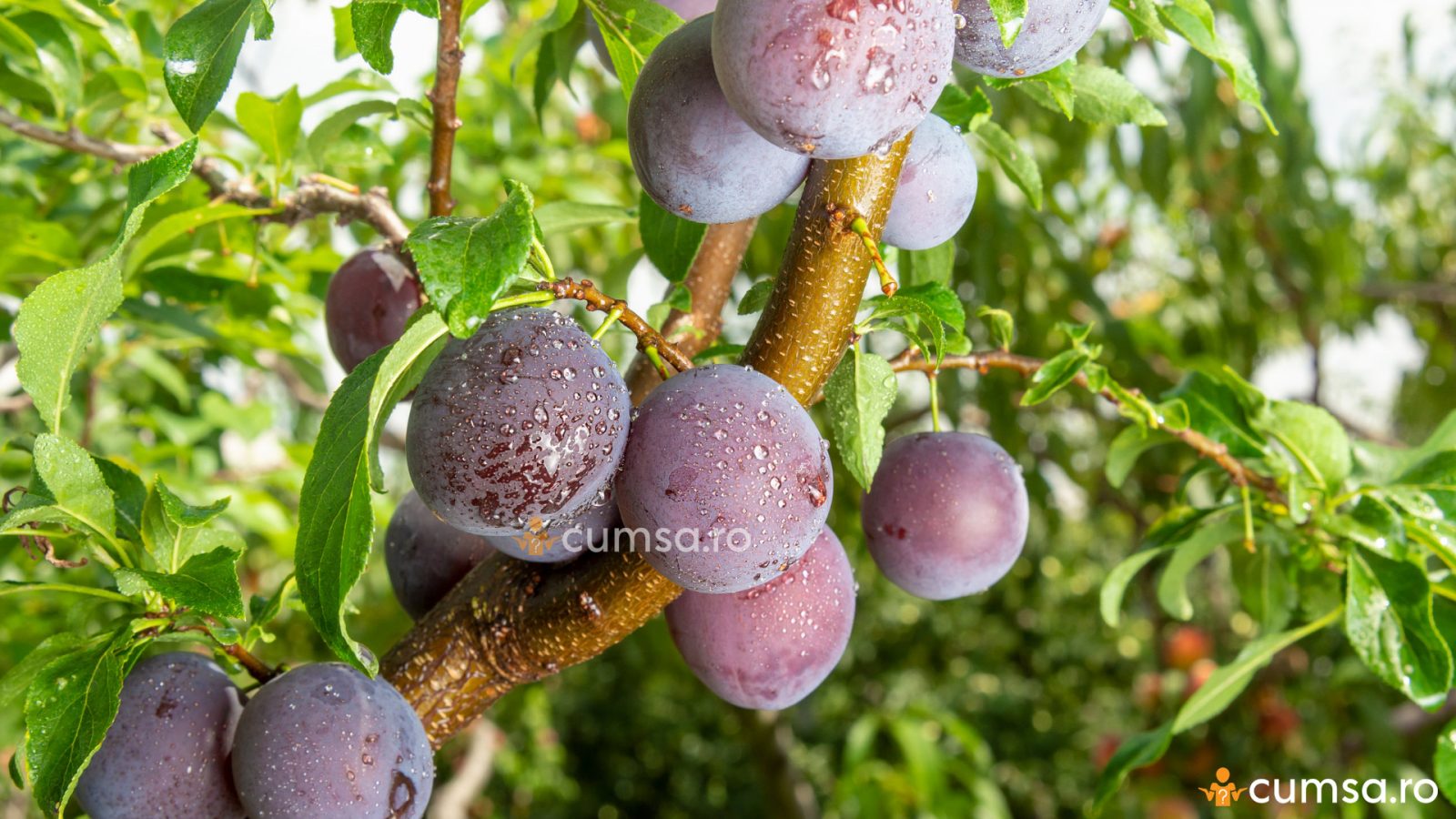 Soiuri de prun. Cum sa alegi pomii in functie de judetul in care ii ...