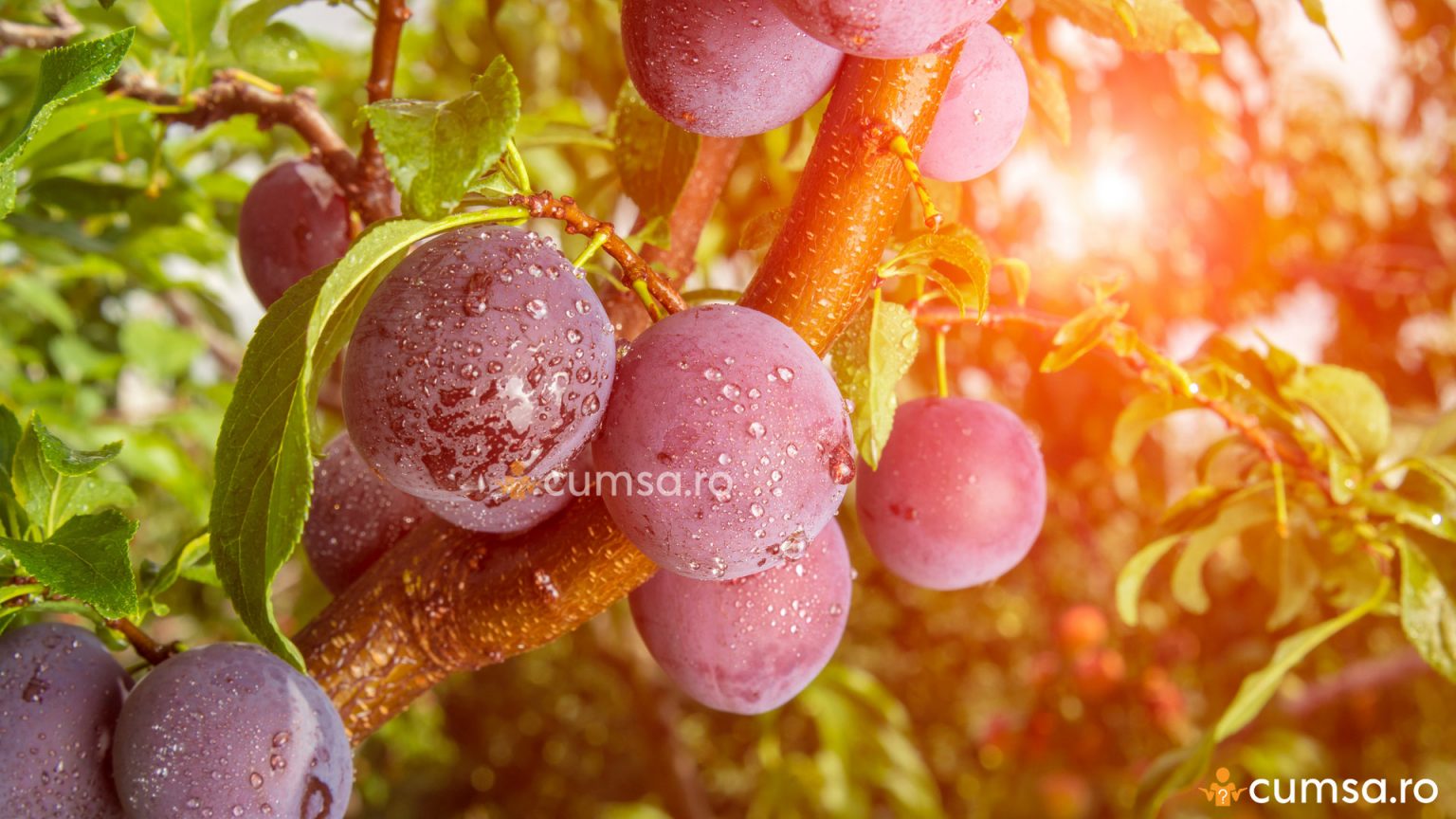 Soiuri de prun. Cum sa alegi pomii in functie de judetul in care ii ...