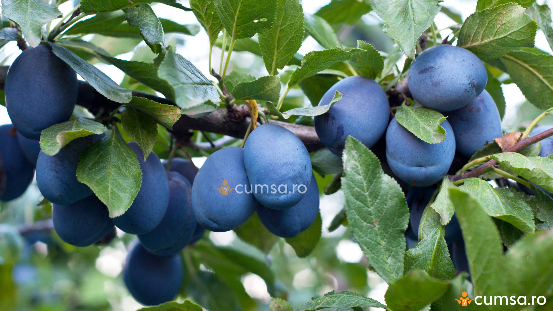 Cum sa alegi cele mai bune soiuri de pruni pentru tuica - cumsa.ro