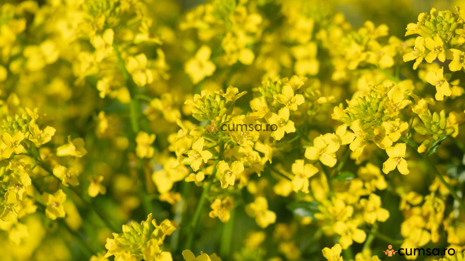 Cum sa faci testul creson pentru pamantul din gradina ta si la ce ajuta ...