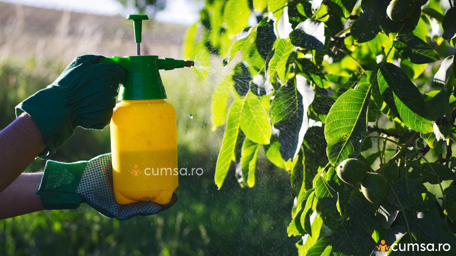 Tratamente bio pentru pomi fructiferi. Cum sa prepari solutia - cumsa.ro