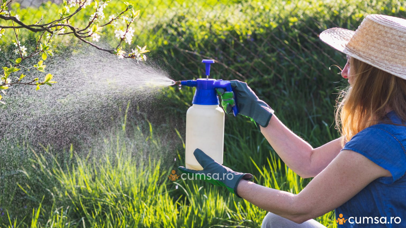 Tratamente bio pentru pomi fructiferi. Cum sa prepari solutia - cumsa.ro