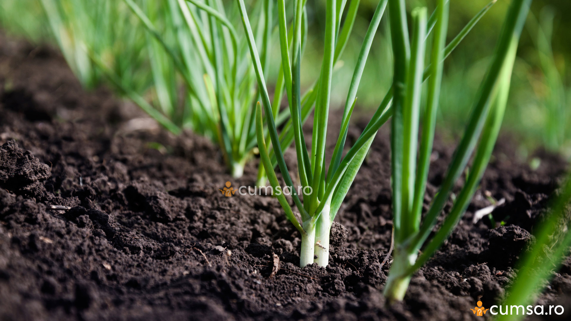 Cum si cand sa aplici tratamente la ceapa - cumsa.ro