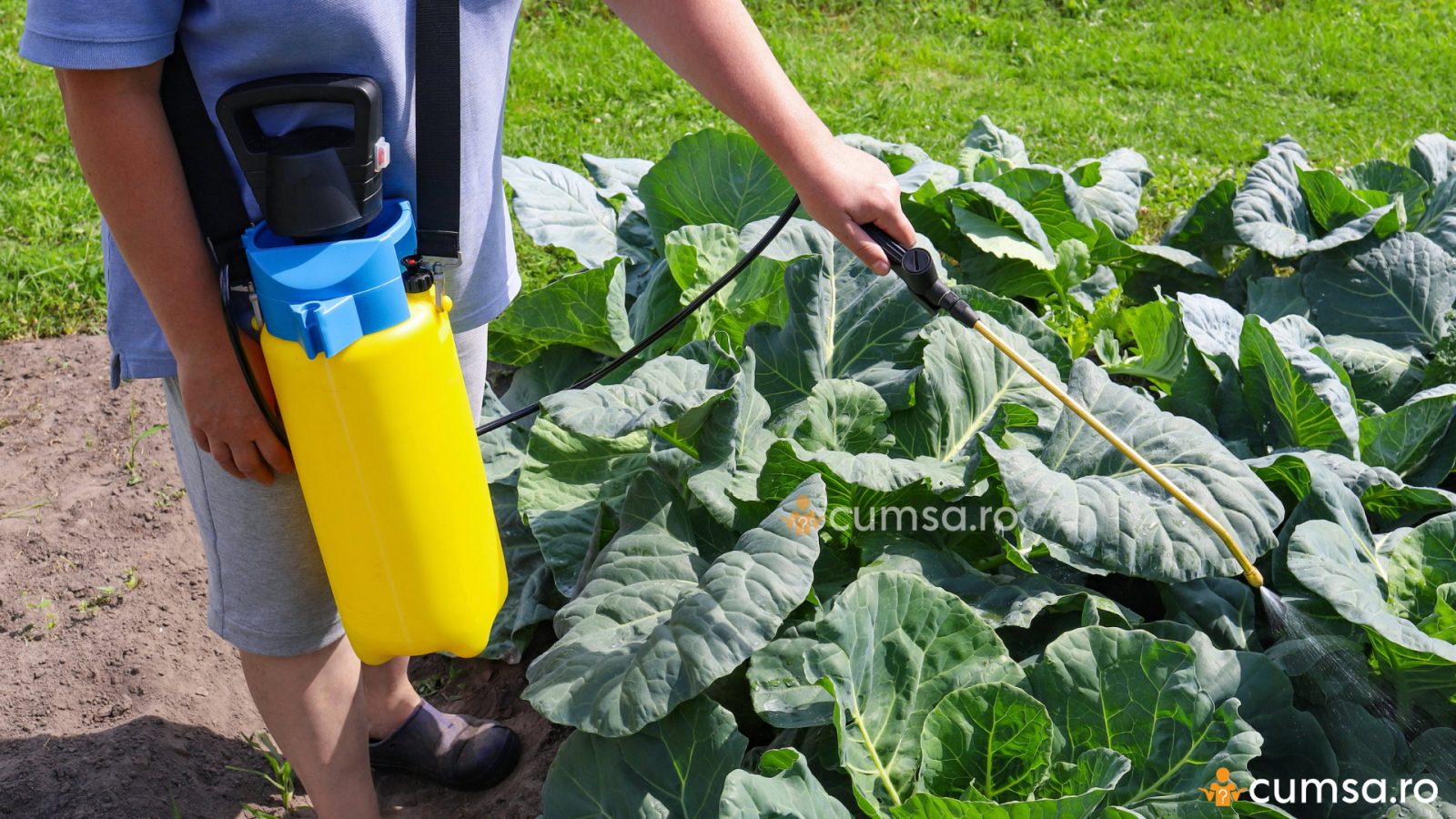 Schema tratamente varza. Cum sa le aplici si ce produse sa folosesti ...