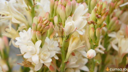 Cum sa cultivi tuberoze. Sfaturi despre ingrijire, inmultire, boli si ...