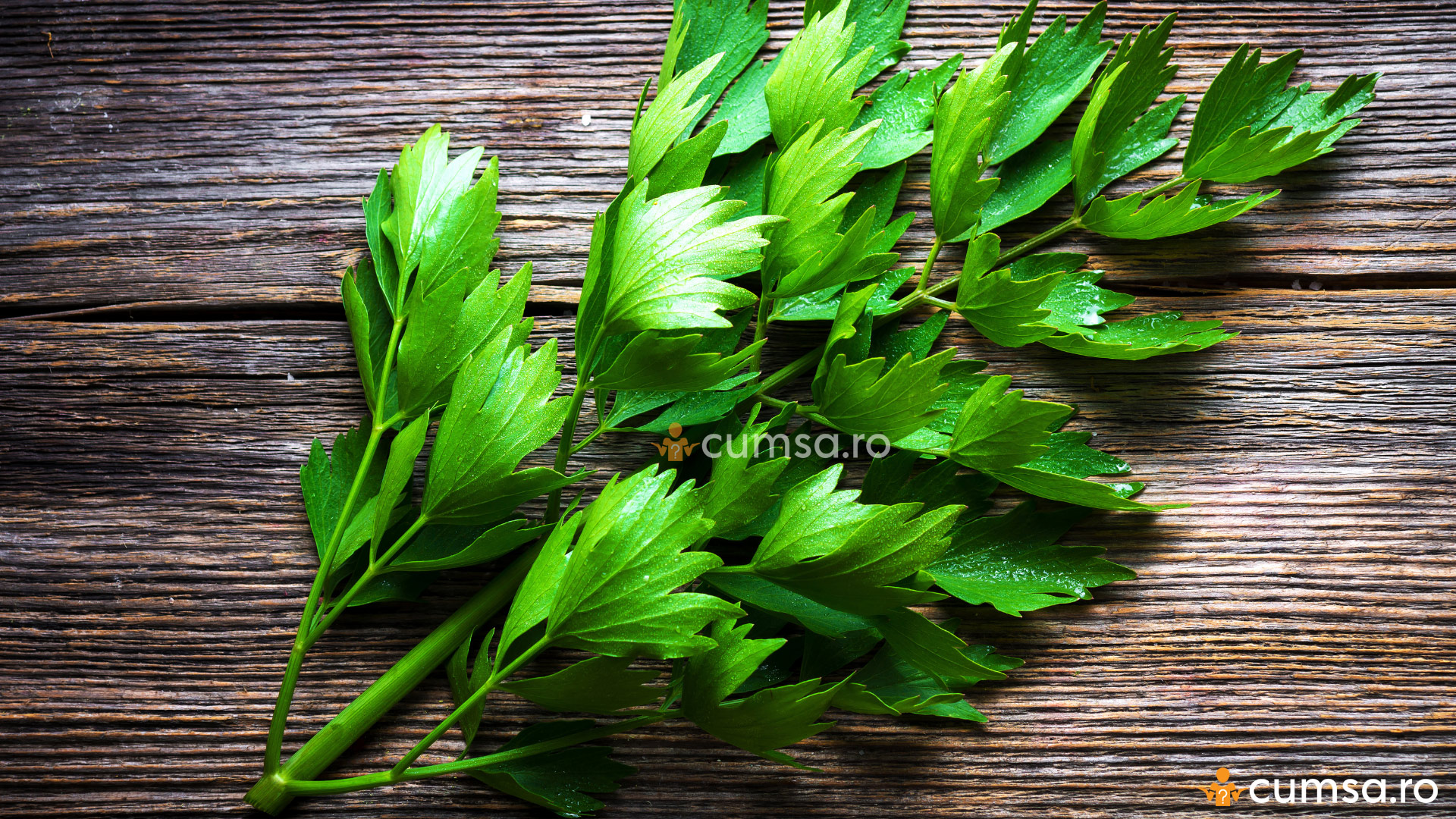 Cum sa cultivi leustean. Plantare, ingrijire, beneficii - cumsa.ro