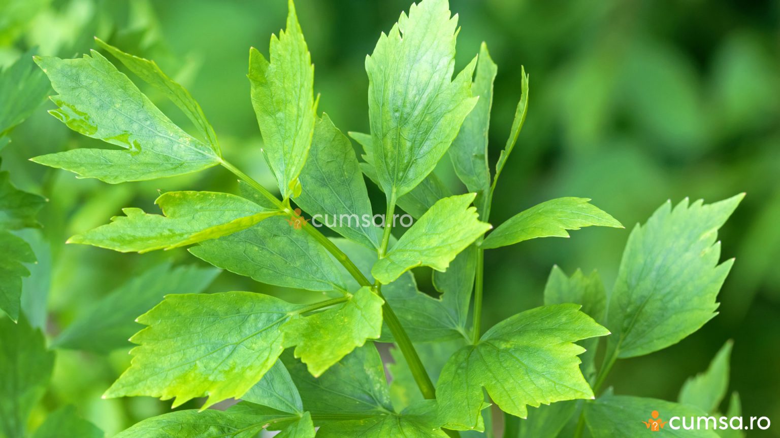 Cum sa cultivi leustean. Plantare, ingrijire, beneficii - cumsa.ro