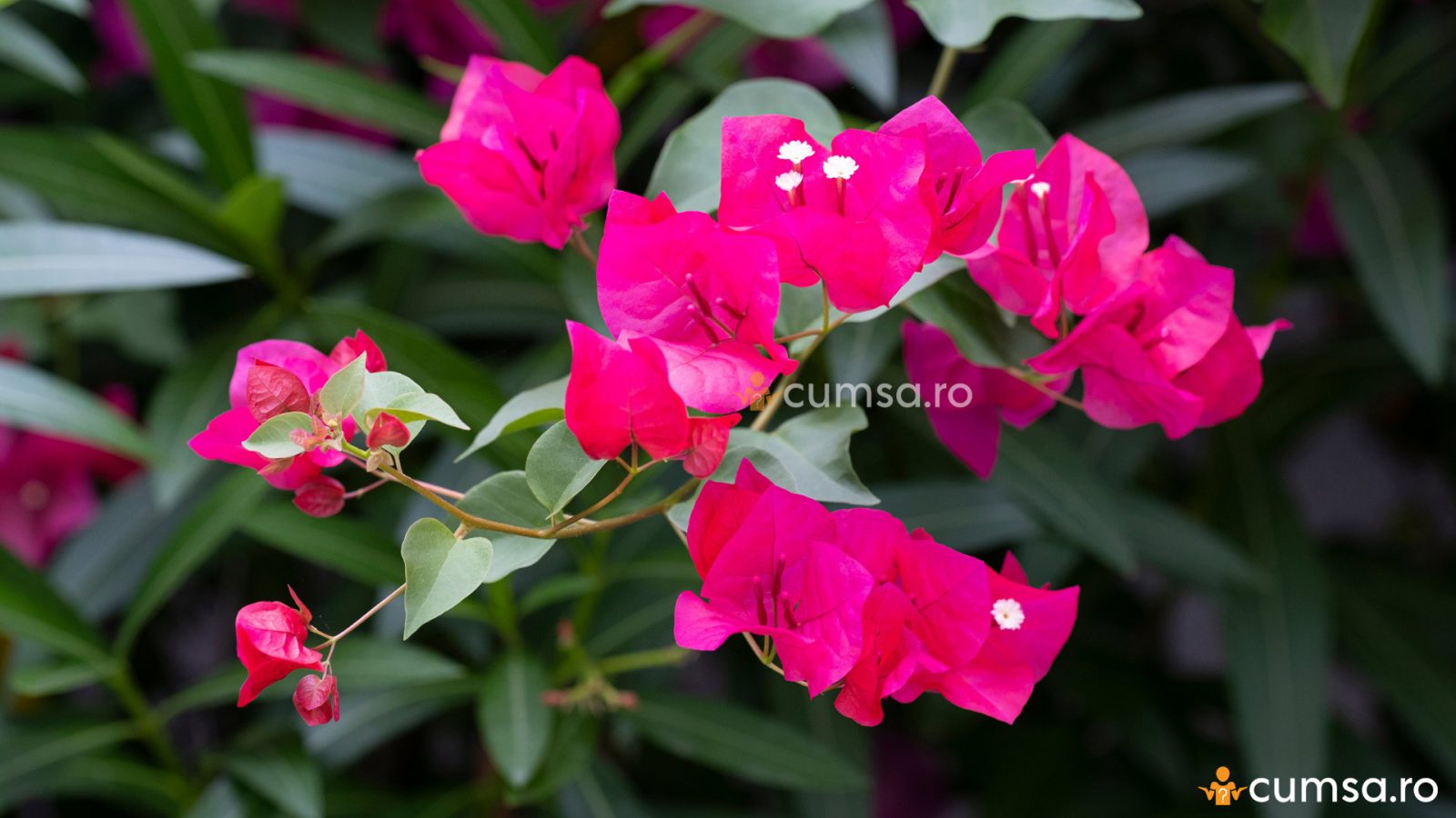 Cum sa cresti Floarea de hartie. Ingrijire, inmultire, boli si ...