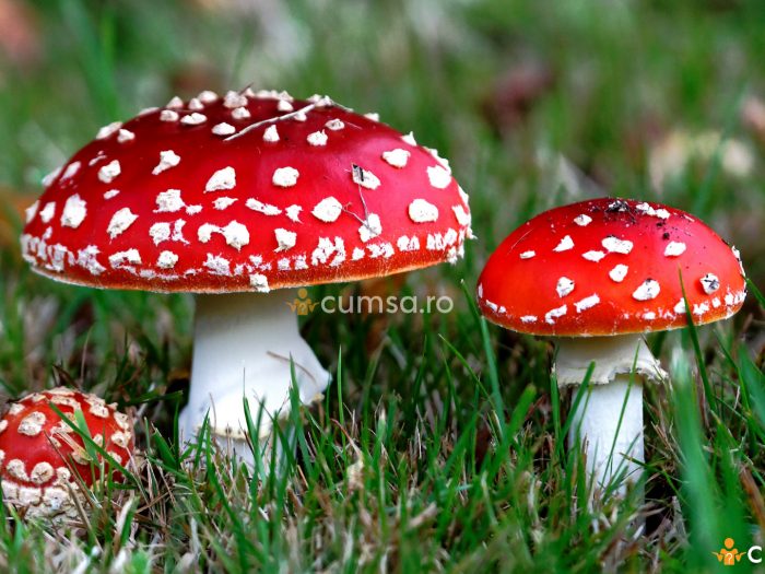 Cultivarea ciupercilor pleurotus in saci cu rumegus. Cum sa faci asta ...