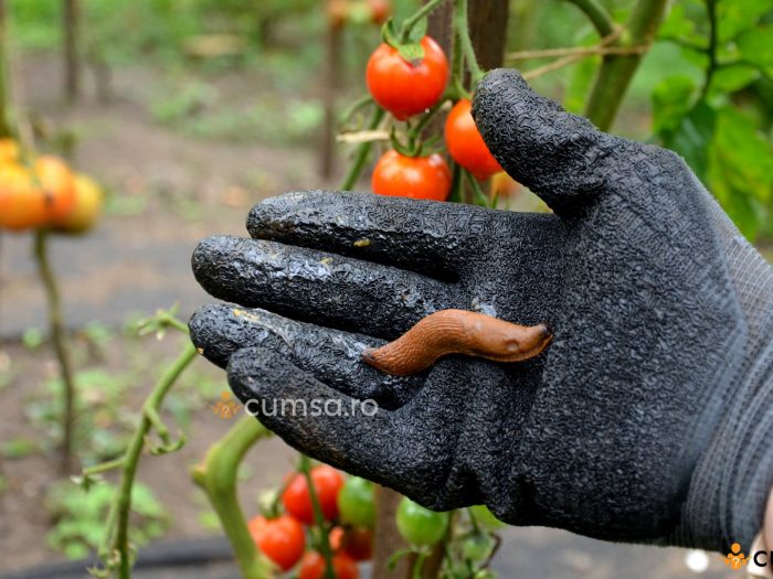 Limacsi la capsuni. Cum sa combati acesti melci fara cochilie - cumsa.ro