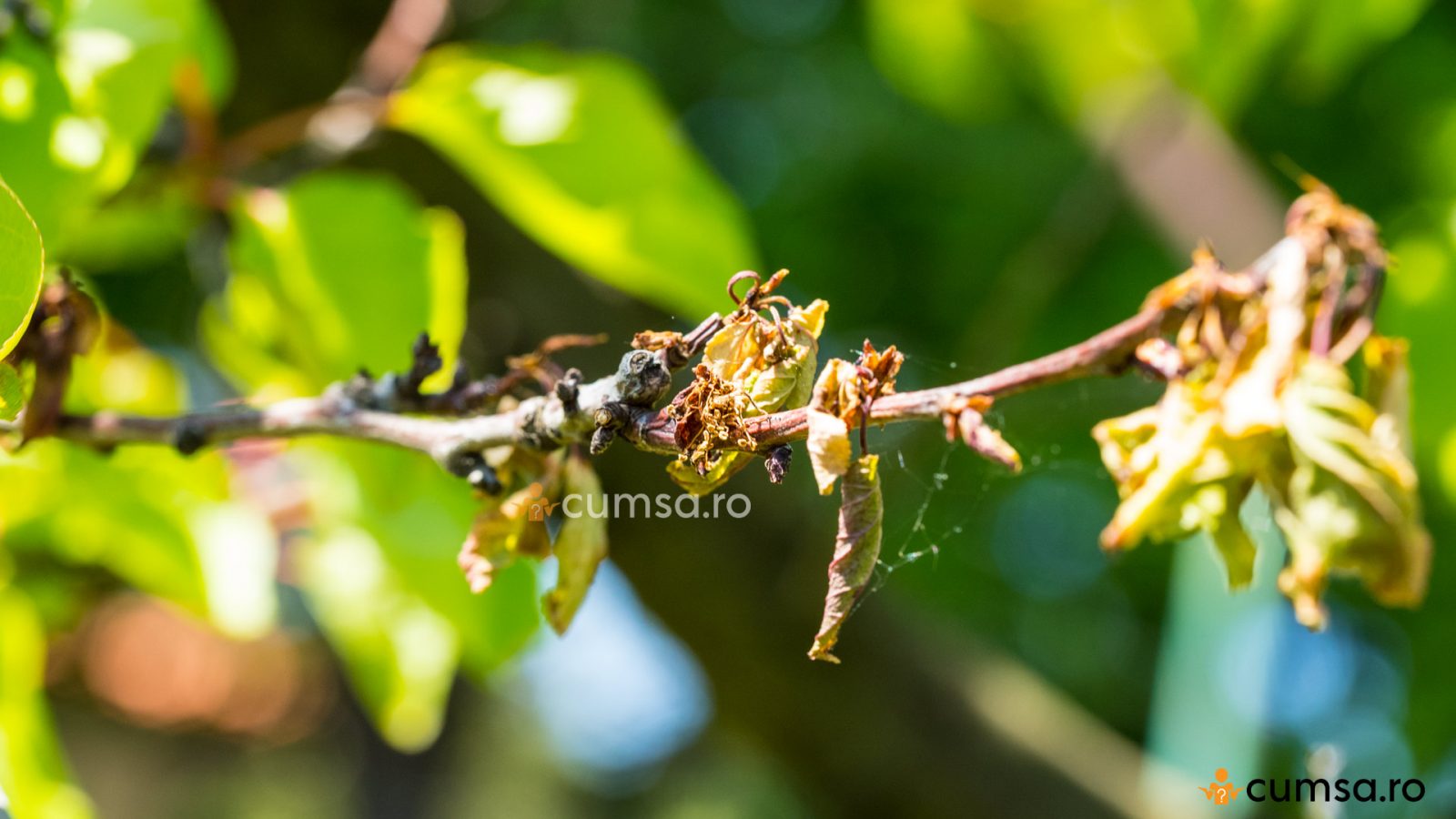 Cum sa combati monilioza la cais si ce tratament sa aplici - cumsa.ro