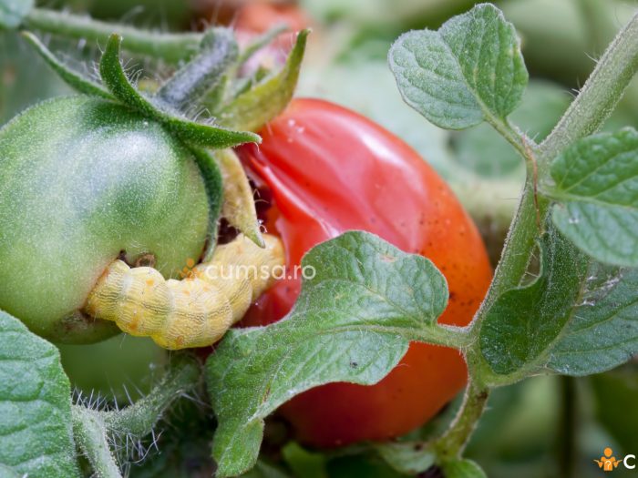 Cum sa combati fuzarioza la tomate si ce tratament sa folosesti - cumsa.ro