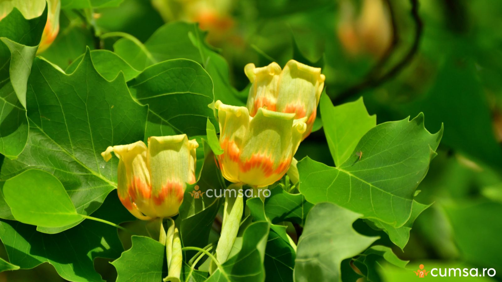 Cum sa cresti Arborele lalea. Inmultire, ingrijire, boli si daunatori ...