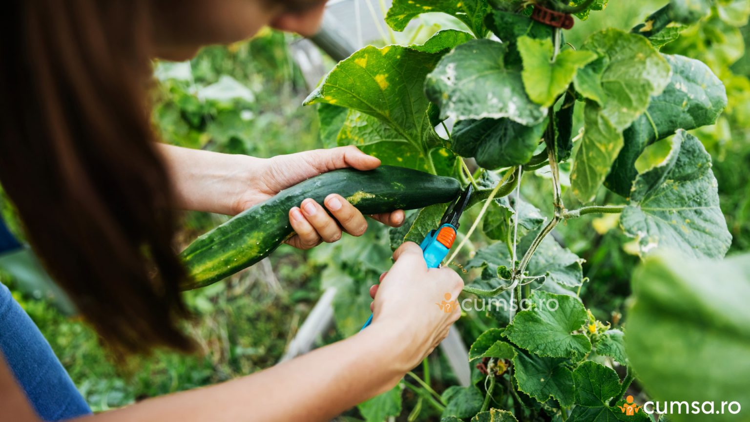 Cum sa culegi castravetii in mod corect si in ce perioada - cumsa.ro