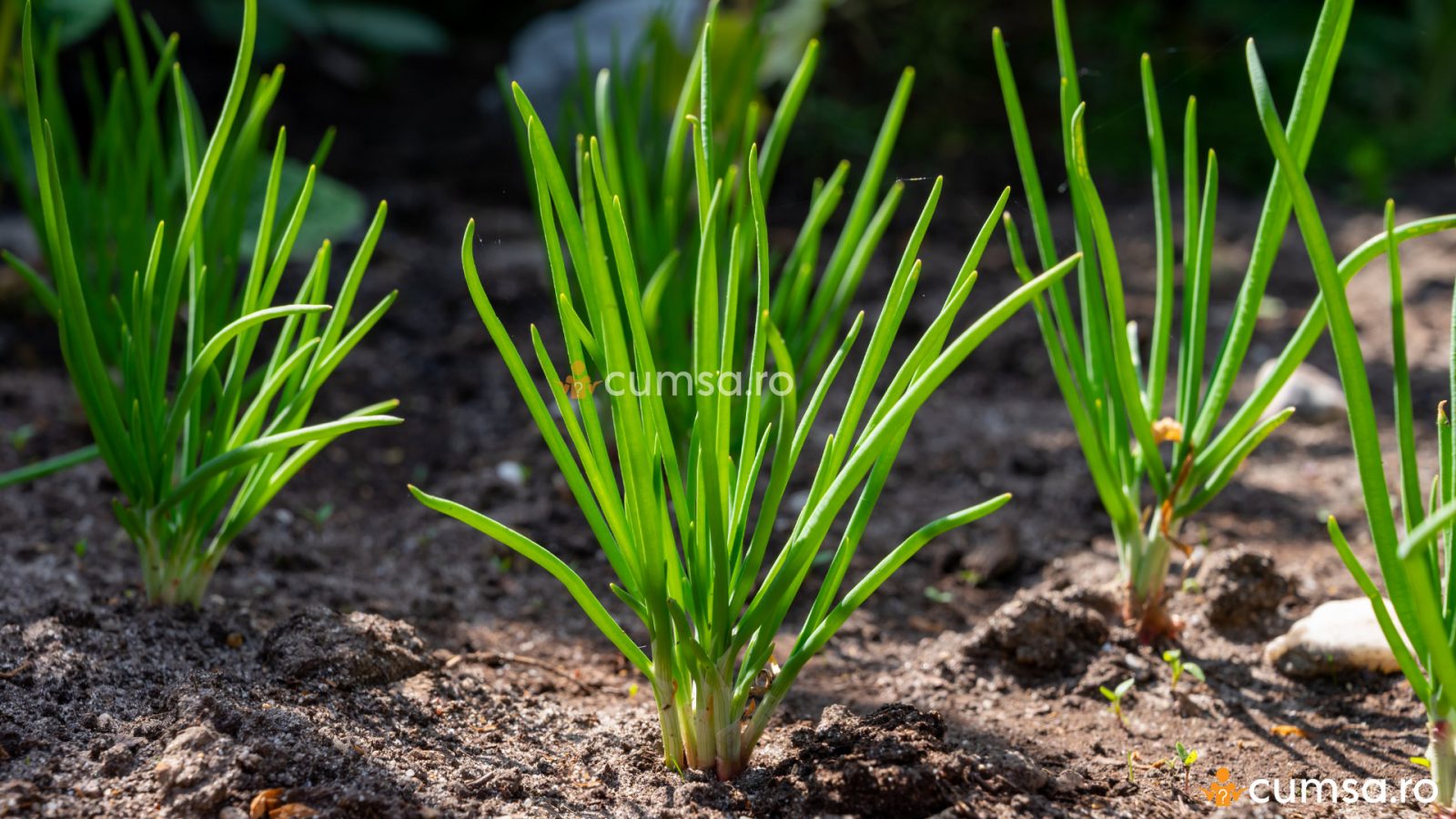Cum sa cultivi ceapa esalota. Beneficii, conditii de crestere, boli si ...