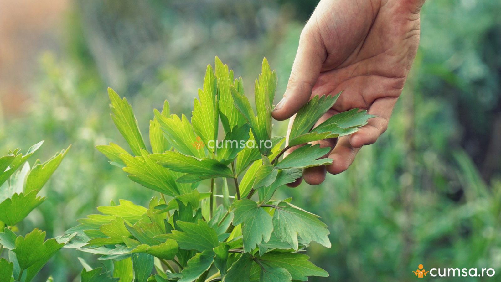 Cum sa cultivi leustean. Plantare, ingrijire, beneficii - cumsa.ro