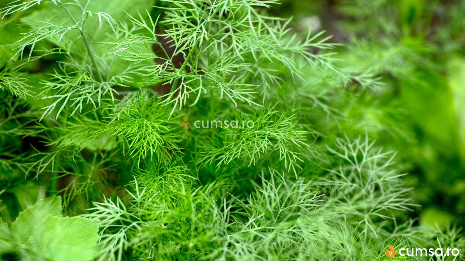 Cum sa cultivi marar. Beneficii, ingrijire, boli si daunatori - cumsa.ro