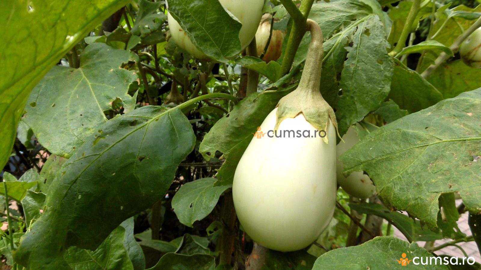 Cum sa cultivi vinete albe. Conditii de crestere, beneficii, boli si ...