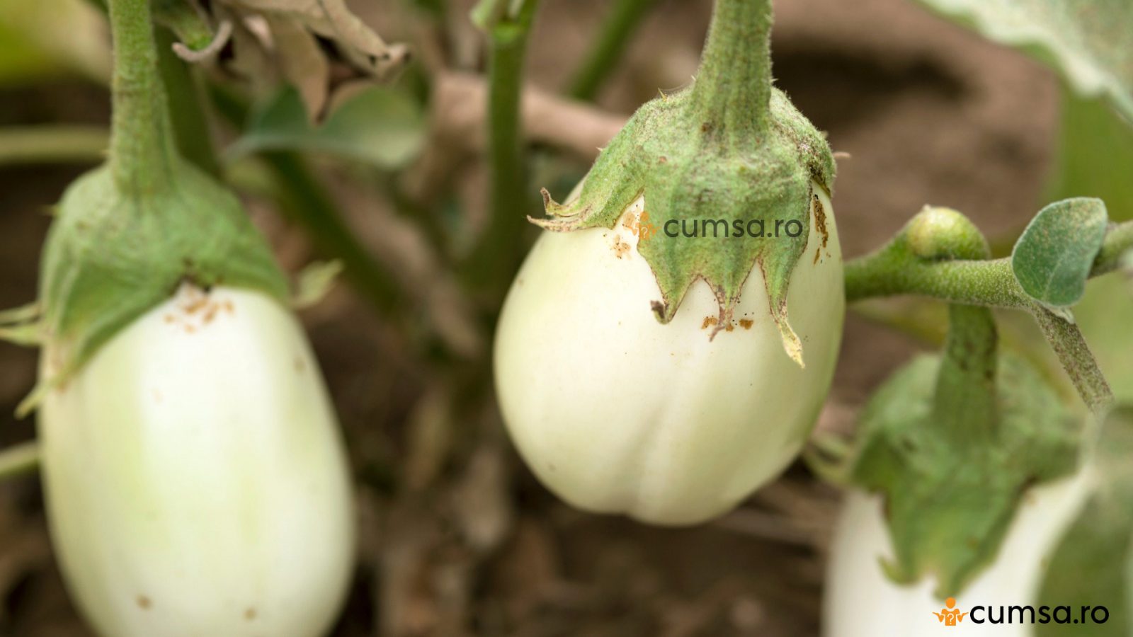 Cum sa cultivi vinete albe. Conditii de crestere, beneficii, boli si ...