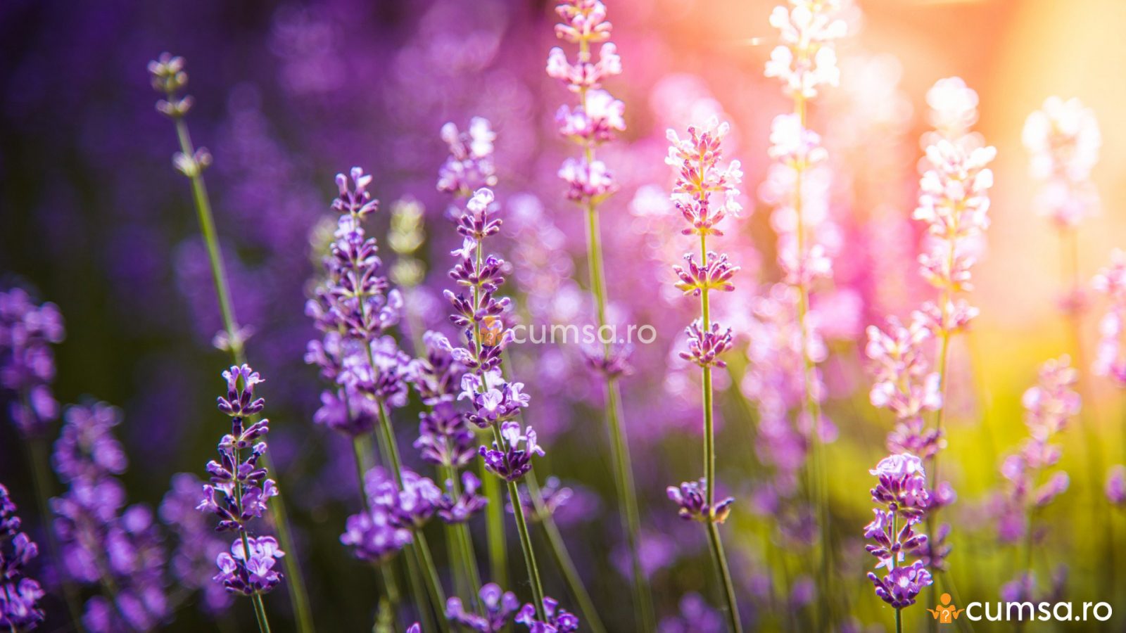 Cum sa folosesti lavanda, ce beneficii are - cumsa.ro